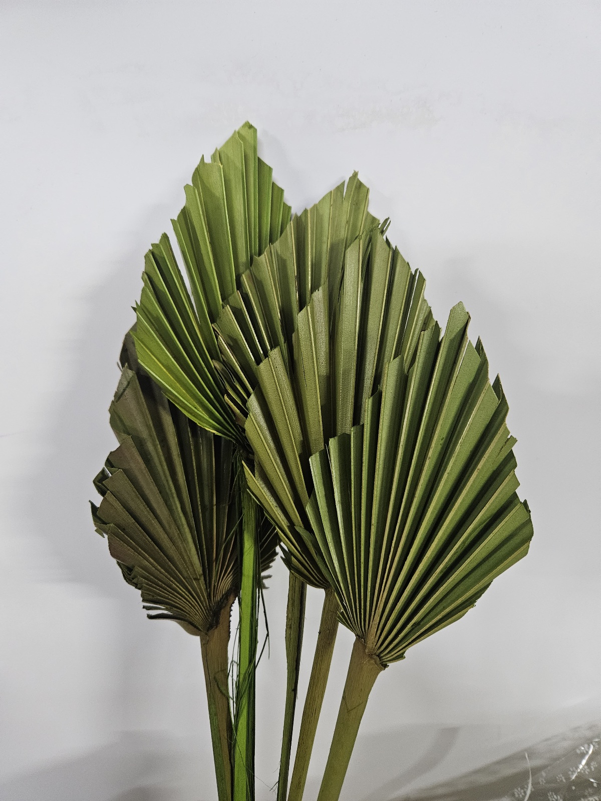 Frunze palmier verde - Asivents.ro