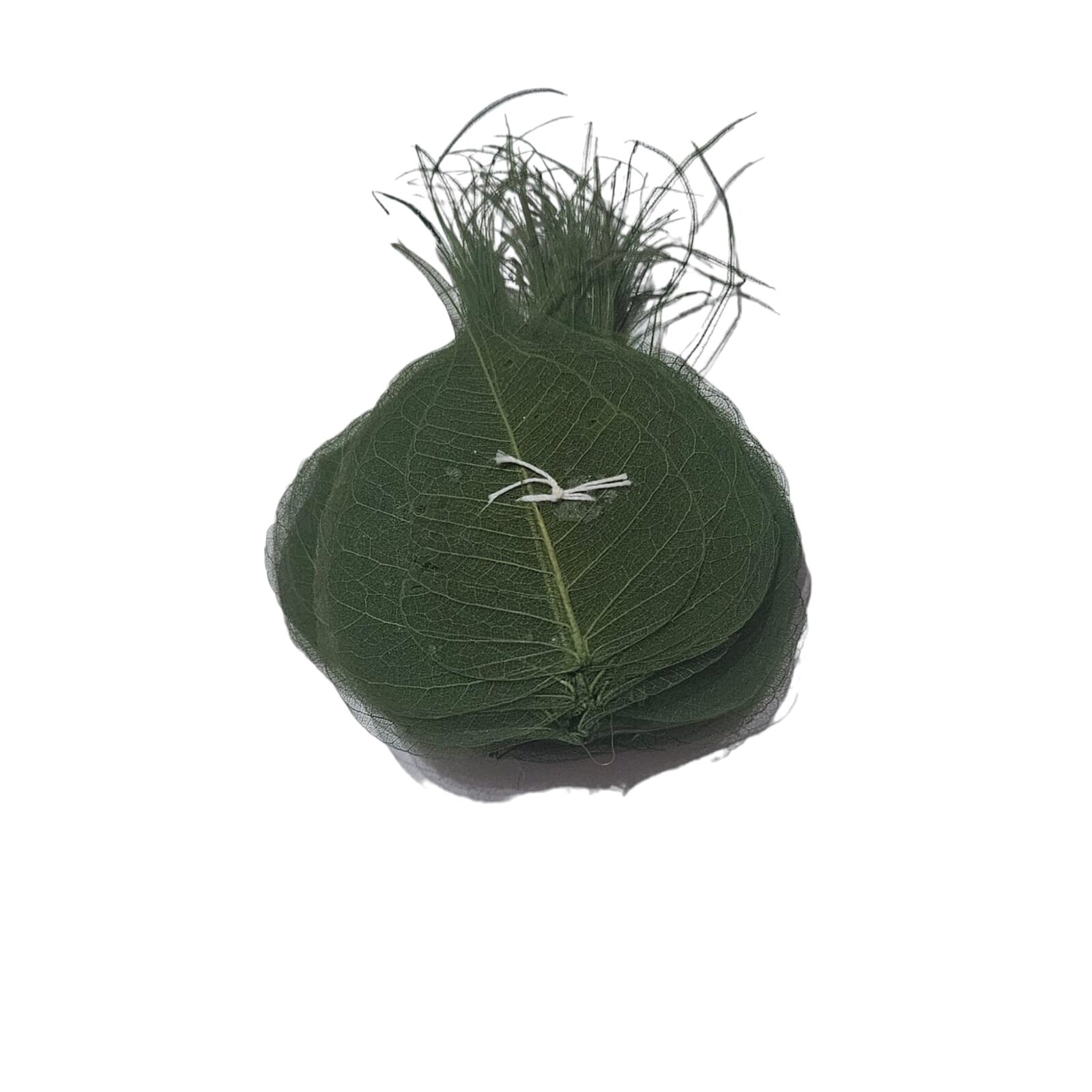 Flori si plante uscate :: Frunze :: Frunze voal verde