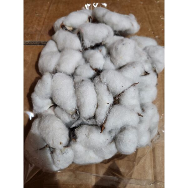 Flori si plante uscate :: Bumbac :: Capete flori bumbac alb calitatea 2